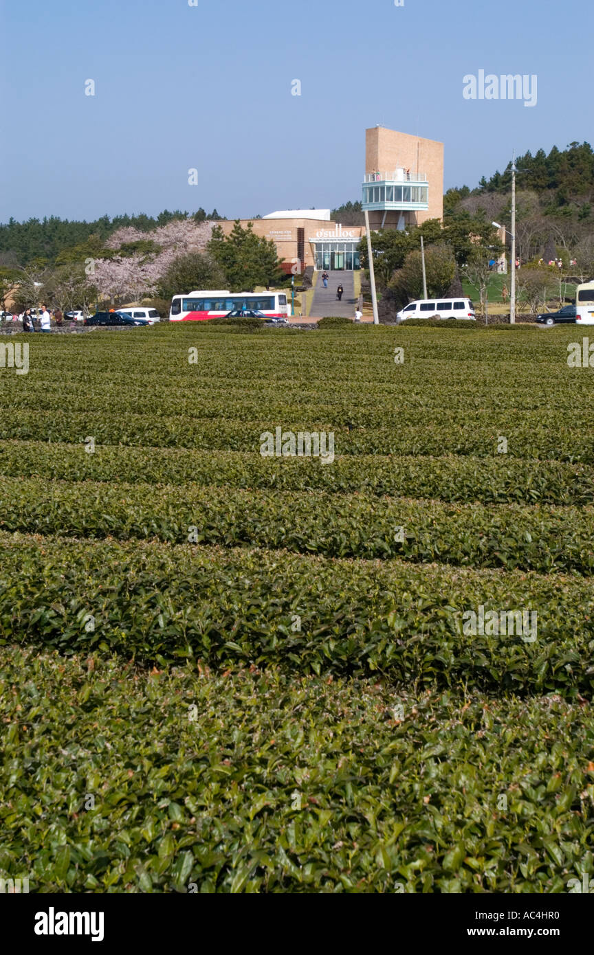 Sulloc Cha Museum O'Sulloc tea museum on Jeju island, South Korea Stock Photo - Alamy