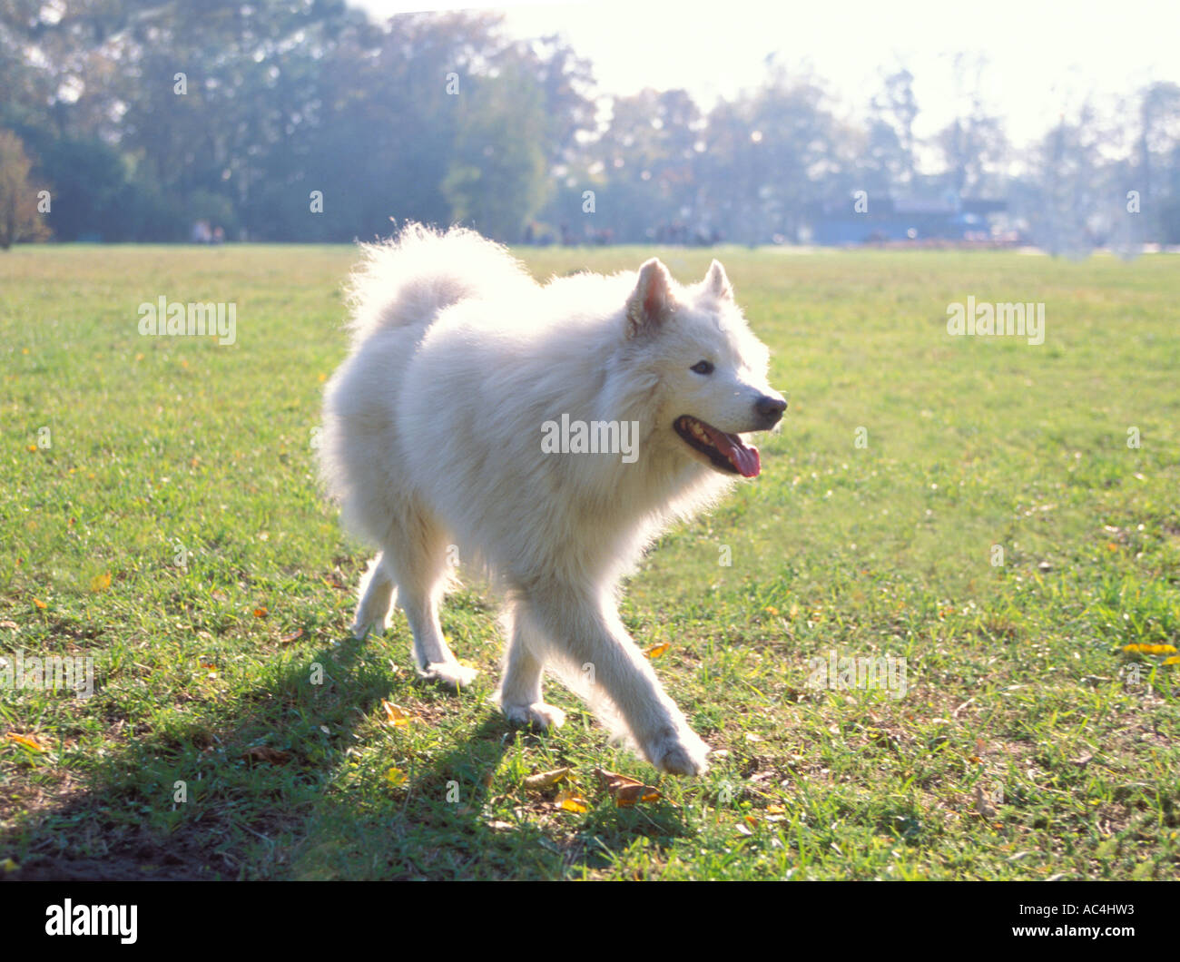 White dog walking Stock Photo - Alamy
