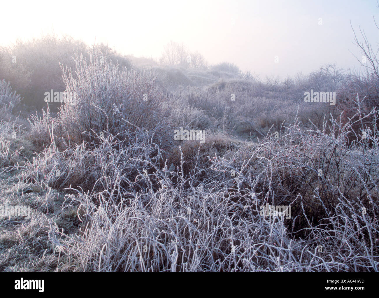 morning fog first frost Stock Photo - Alamy