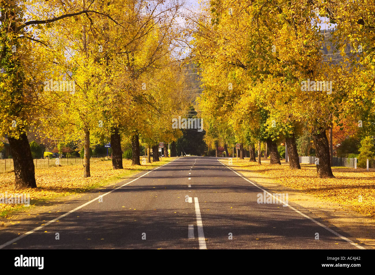 Autumn Colours on Avenue into Bright Victoria Australia Stock Photo - Alamy