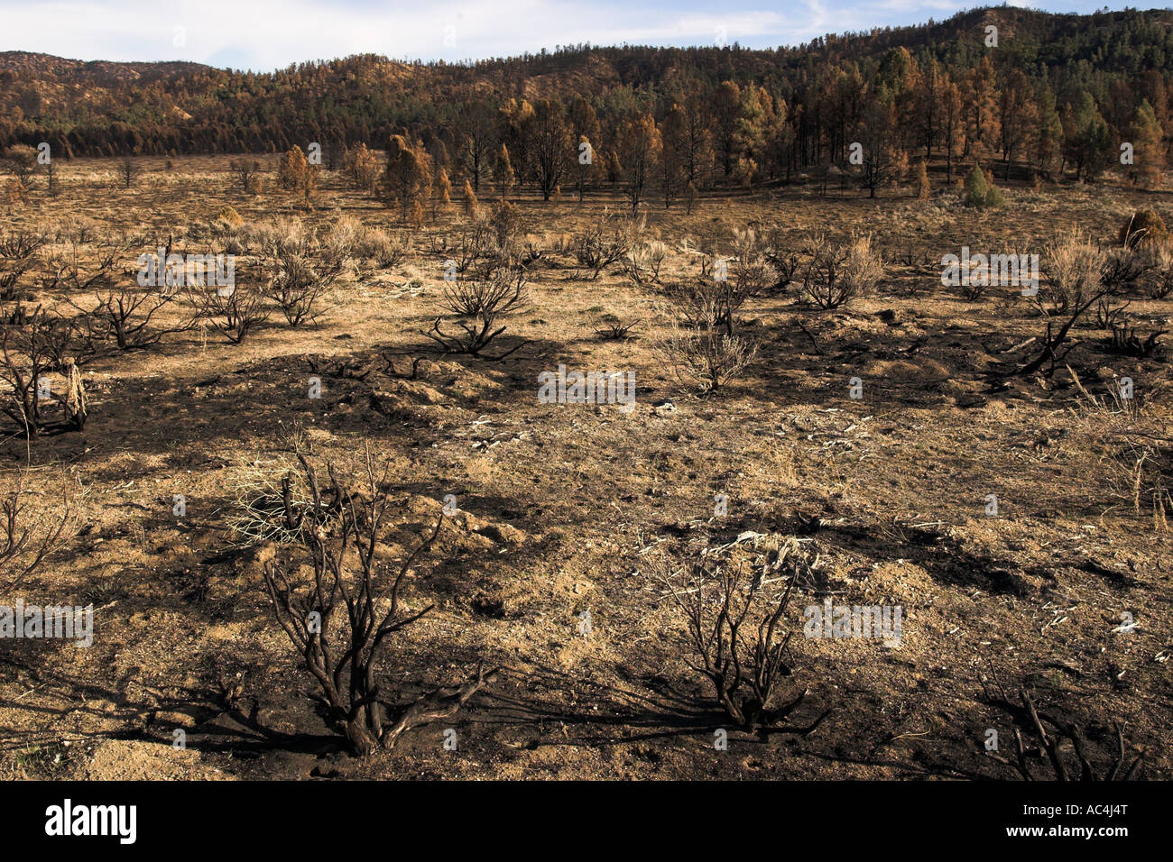 Terrain after fire in Los Padres National Forest Stock Photo - Alamy