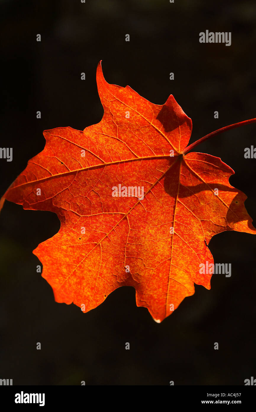 Australian Maple Leaf High Resolution Stock Photography and Images - Alamy