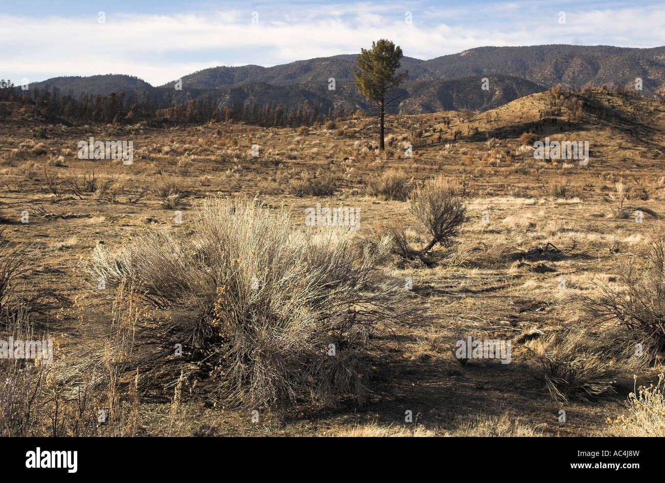 Terrain after fire in hi-res stock photography and images - Alamy