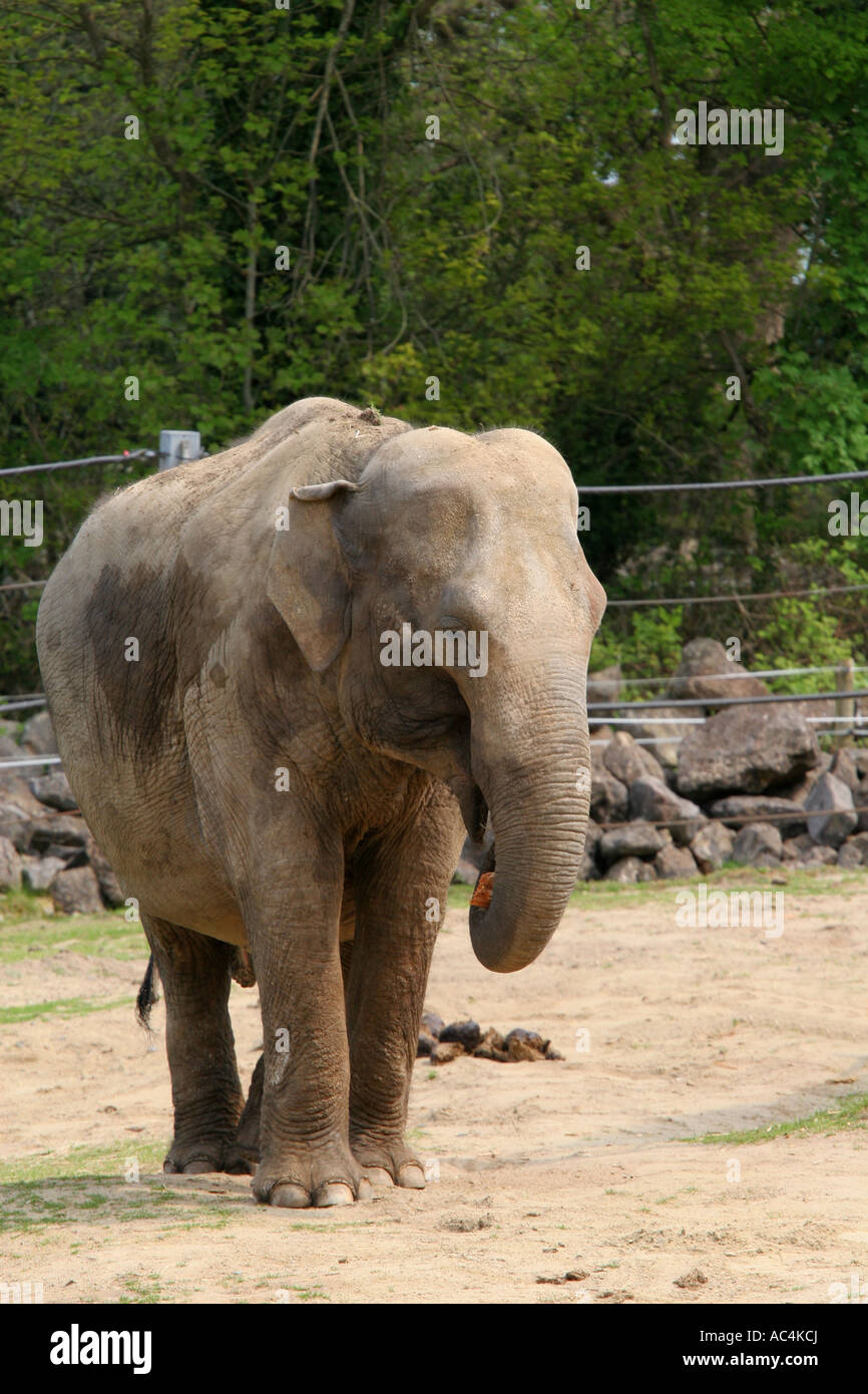 Asian Elephant Breeding