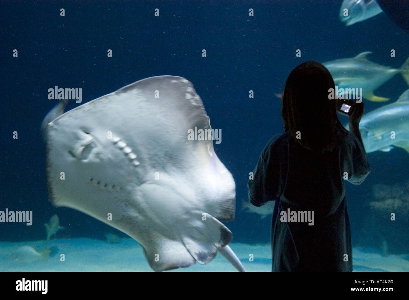 Girl getting a close look at a stingray at the Tennessee Aquarium in ...