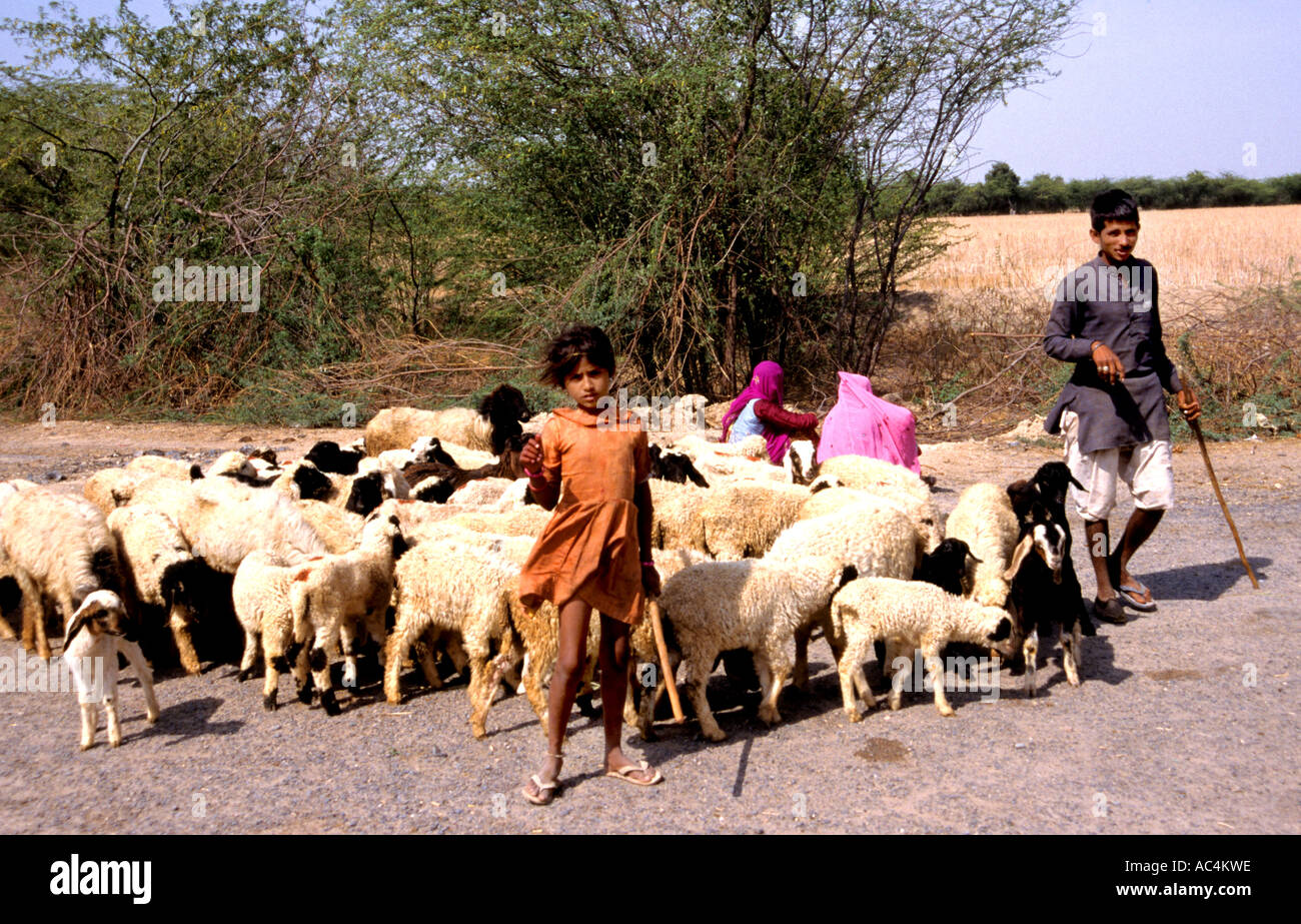 India Rajasthan Farmer Goats shepard Stock Photo - Alamy