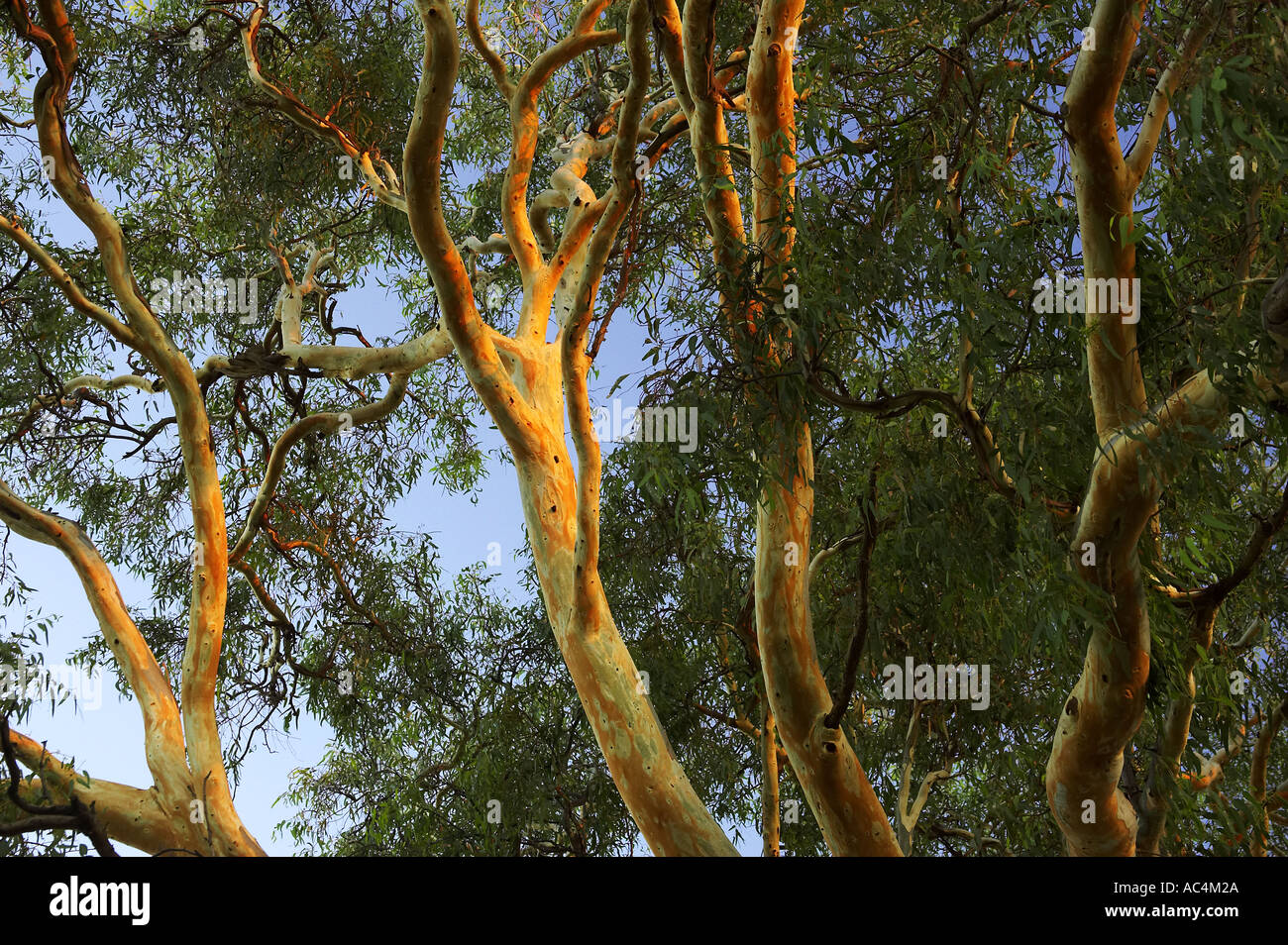 Red Gums Victoria Australia Stock Photo - Alamy