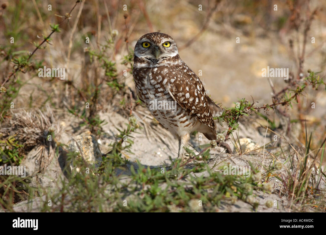 Ground owl hi-res stock photography and images - Alamy