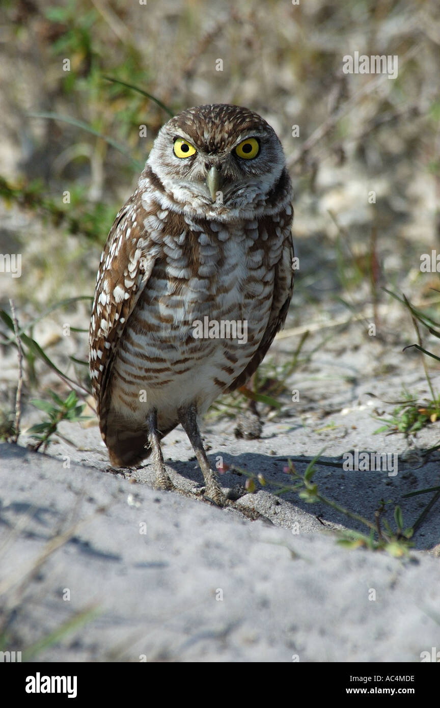 Ground owl hi-res stock photography and images - Alamy