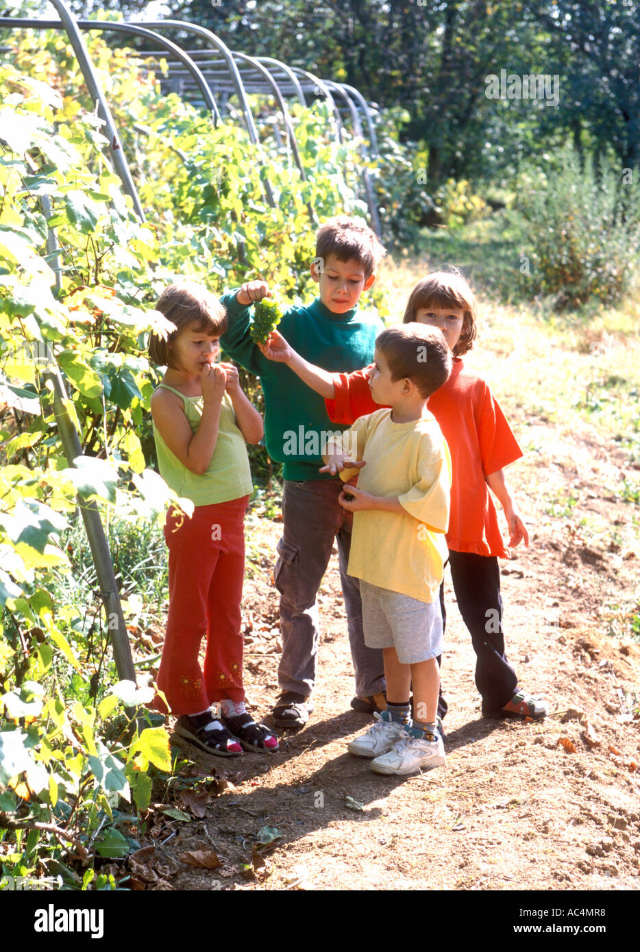 Children eating grapes Stock Photo - Alamy