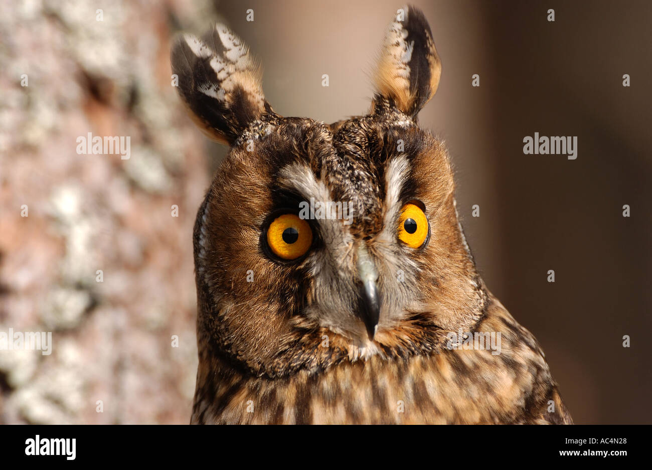 Long eared owl showing ear tufts hi-res stock photography and images ...