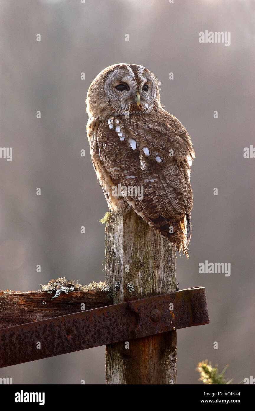 Bird sat on fence hi-res stock photography and images - Alamy