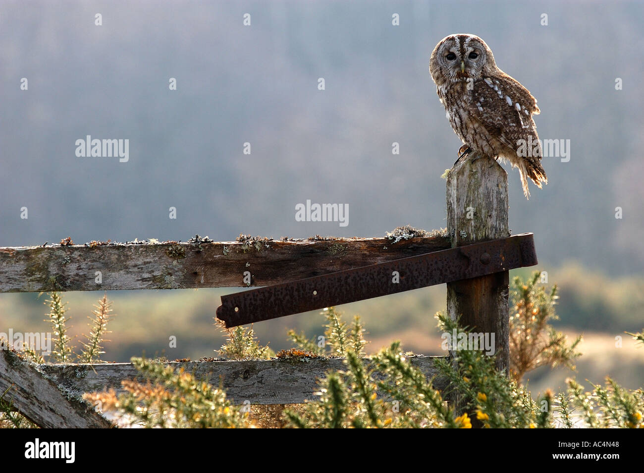 Sat on fence post hi-res stock photography and images - Alamy