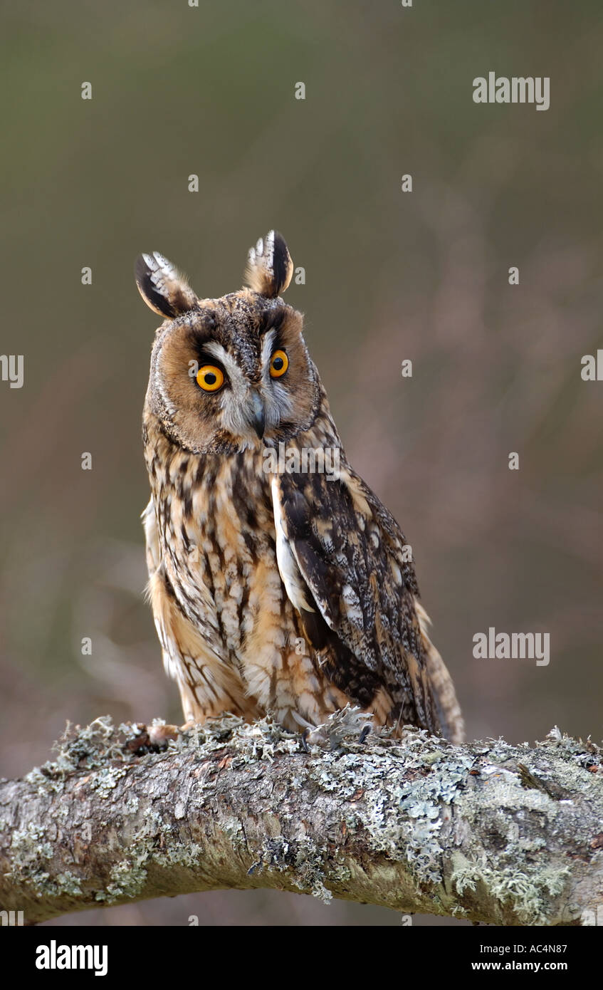Long eared owl alert hi-res stock photography and images - Alamy