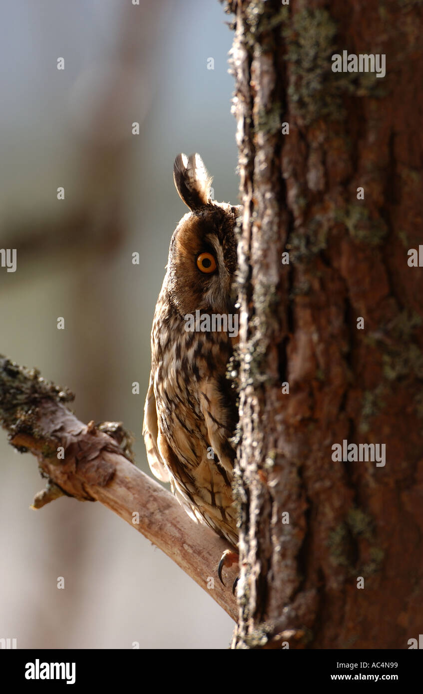 Long eared Owl hiding behind tree trunk UK captive Stock Photo - Alamy