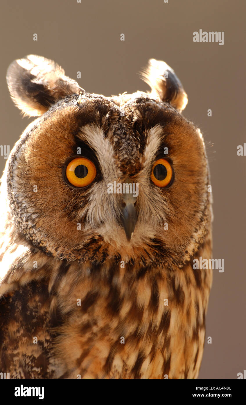 Long face bird hi-res stock photography and images - Alamy