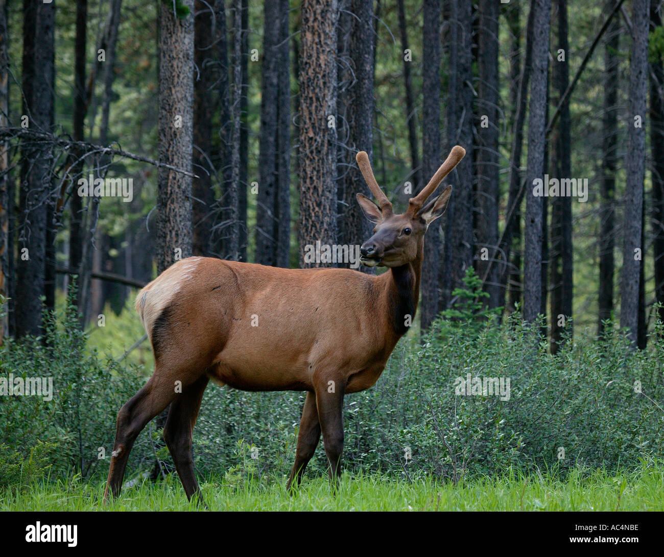 Elk in woods, Canada with trees in background Stock Photo - Alamy