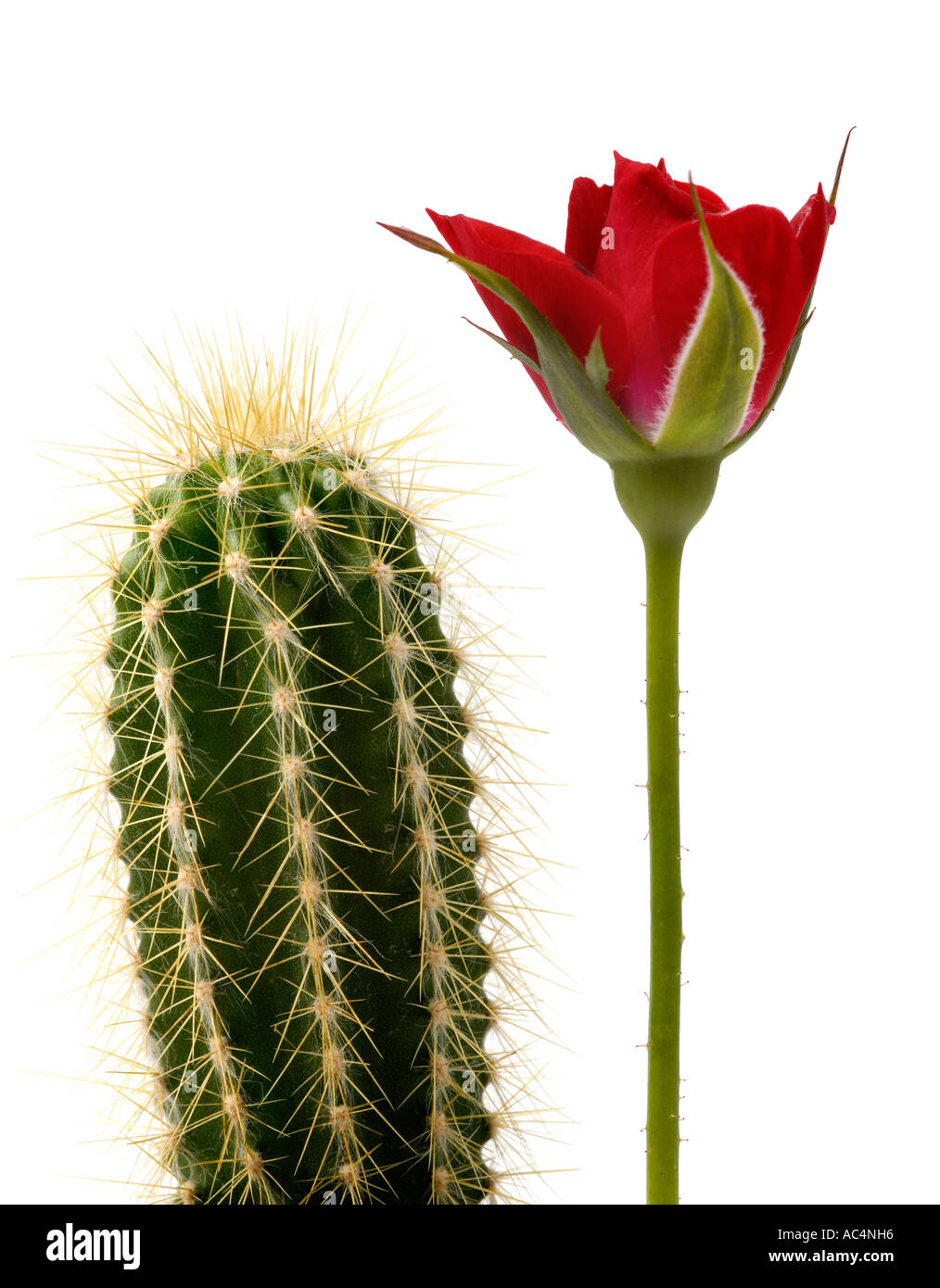 Rose and Cactus Stock Photo - Alamy