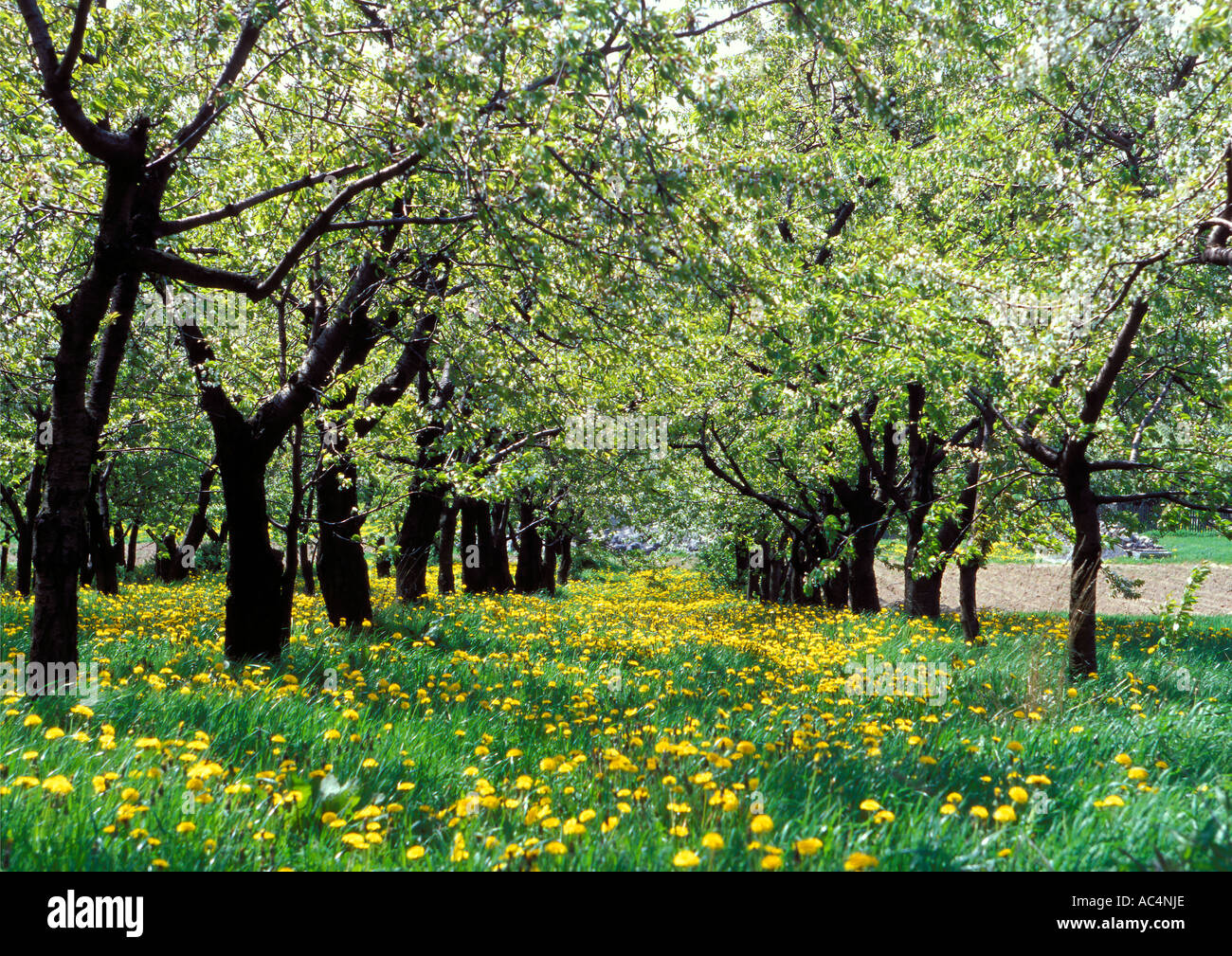 Poland apple trees plantation hi-res stock photography and images - Alamy
