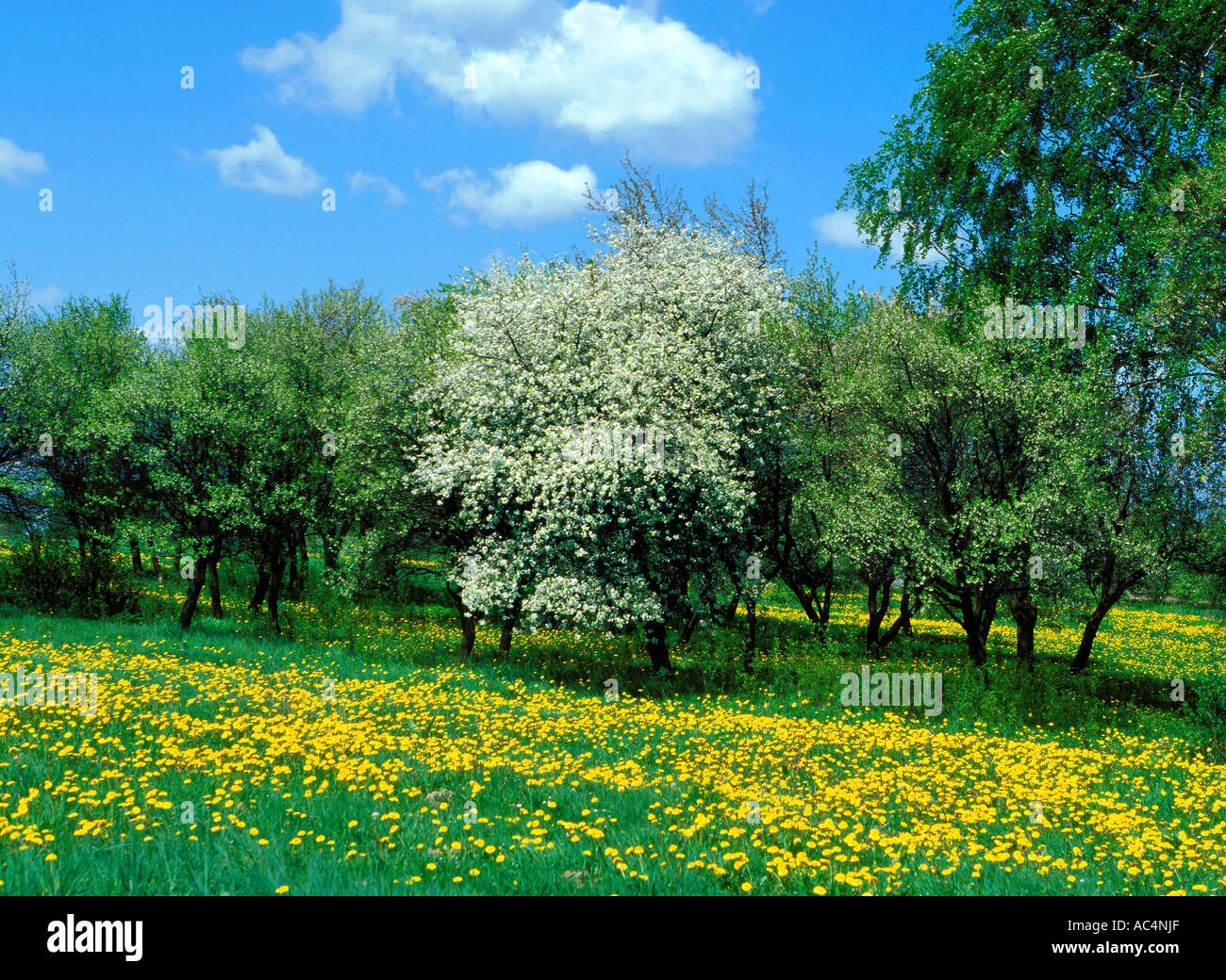 Poland apple trees plantation hi-res stock photography and images - Alamy