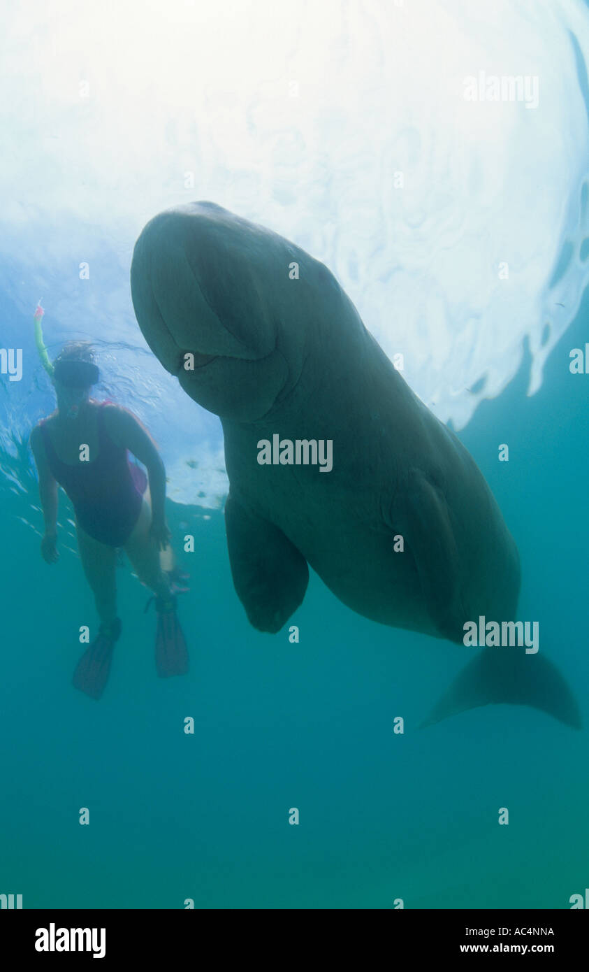 Dugong feeding hi-res stock photography and images - Alamy