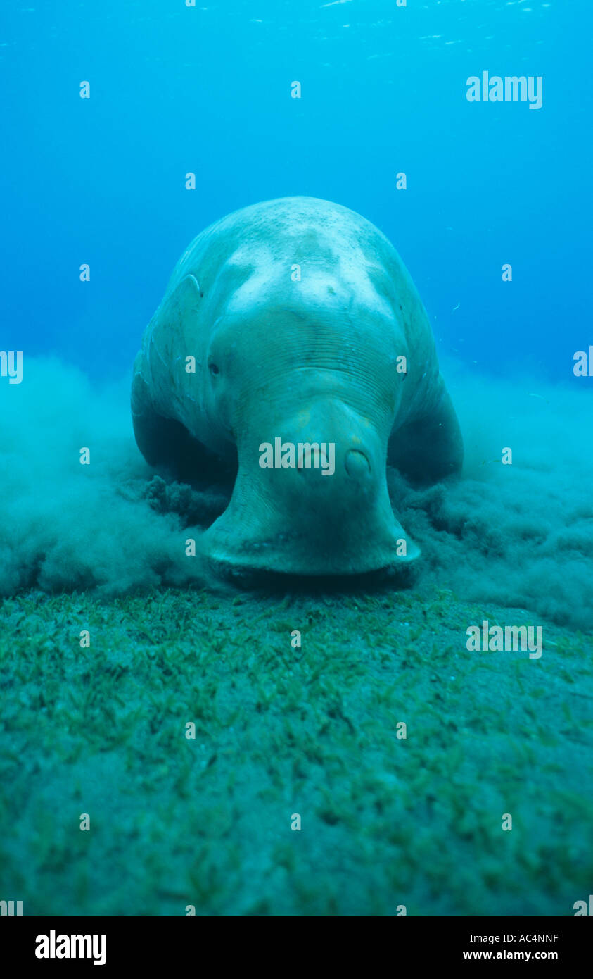 Dugong or sea cow, eating sea grass in Vanuatu, Pacific Ocean Stock ...