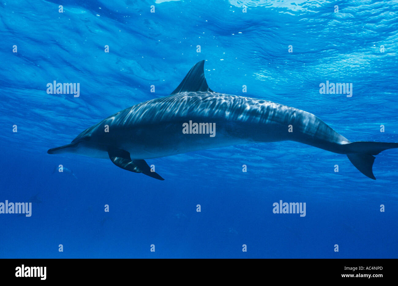 bottlenose dolphin swimming underwater Stock Photo - Alamy
