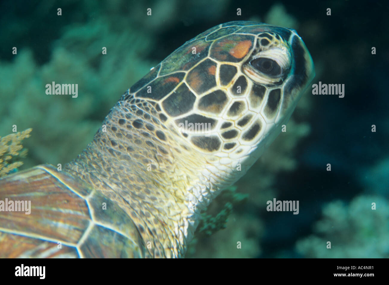 Hawksbill turtle head hi-res stock photography and images - Alamy