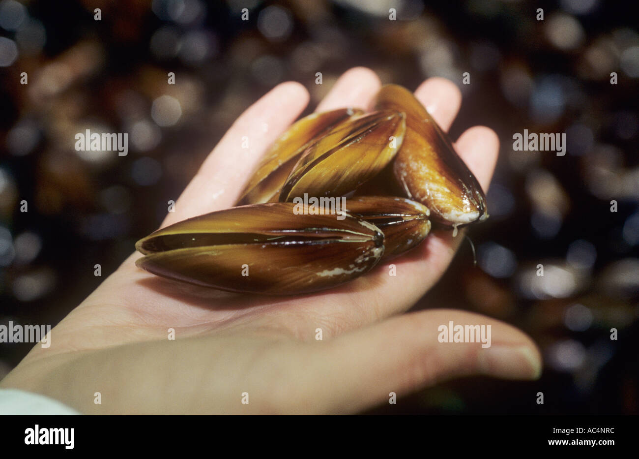 Handful of fresh live mussels Stock Photo - Alamy