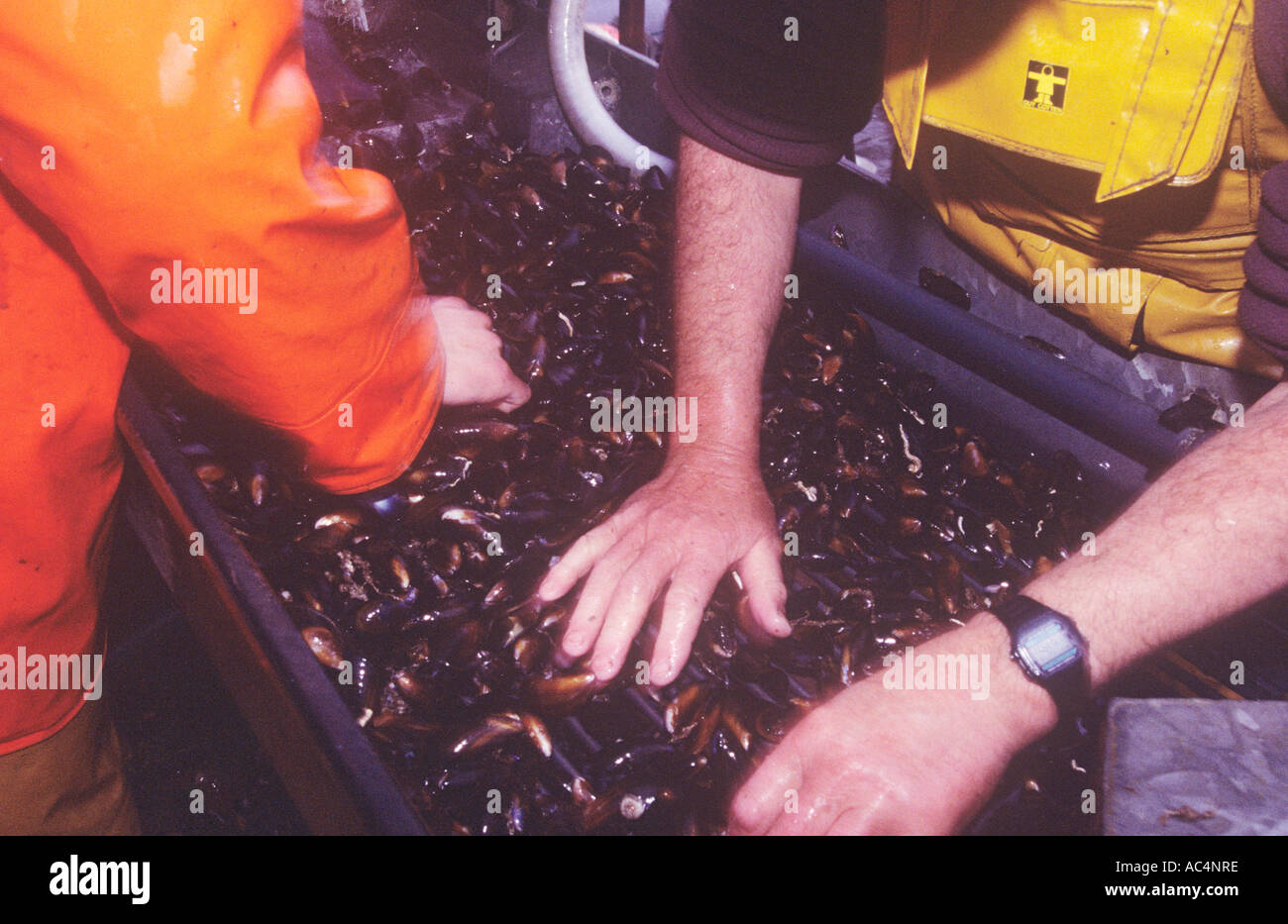 grading and sorting mussels by size Stock Photo - Alamy