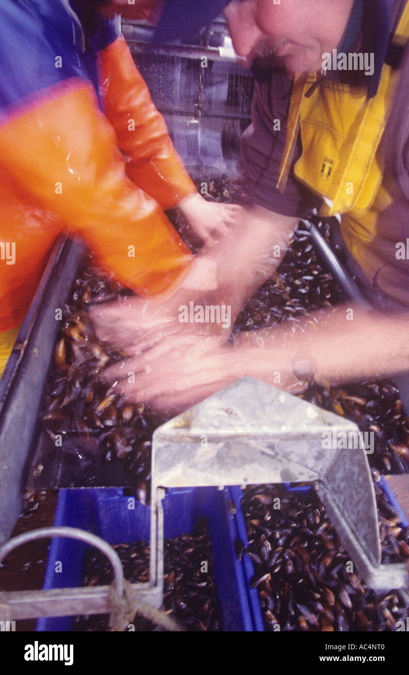 grading and sorting mussels by size Stock Photo - Alamy