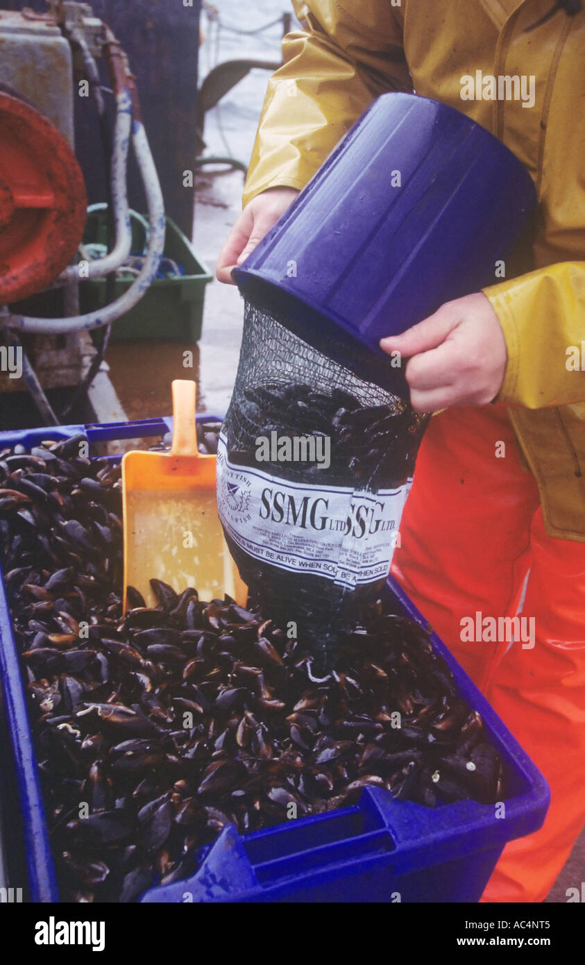 grading and sorting mussels by size Stock Photo - Alamy
