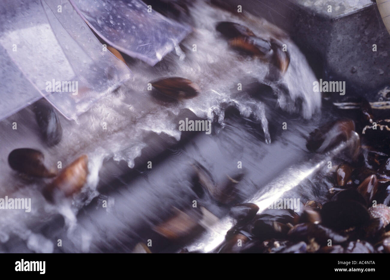 grading and sorting mussels by size Stock Photo - Alamy