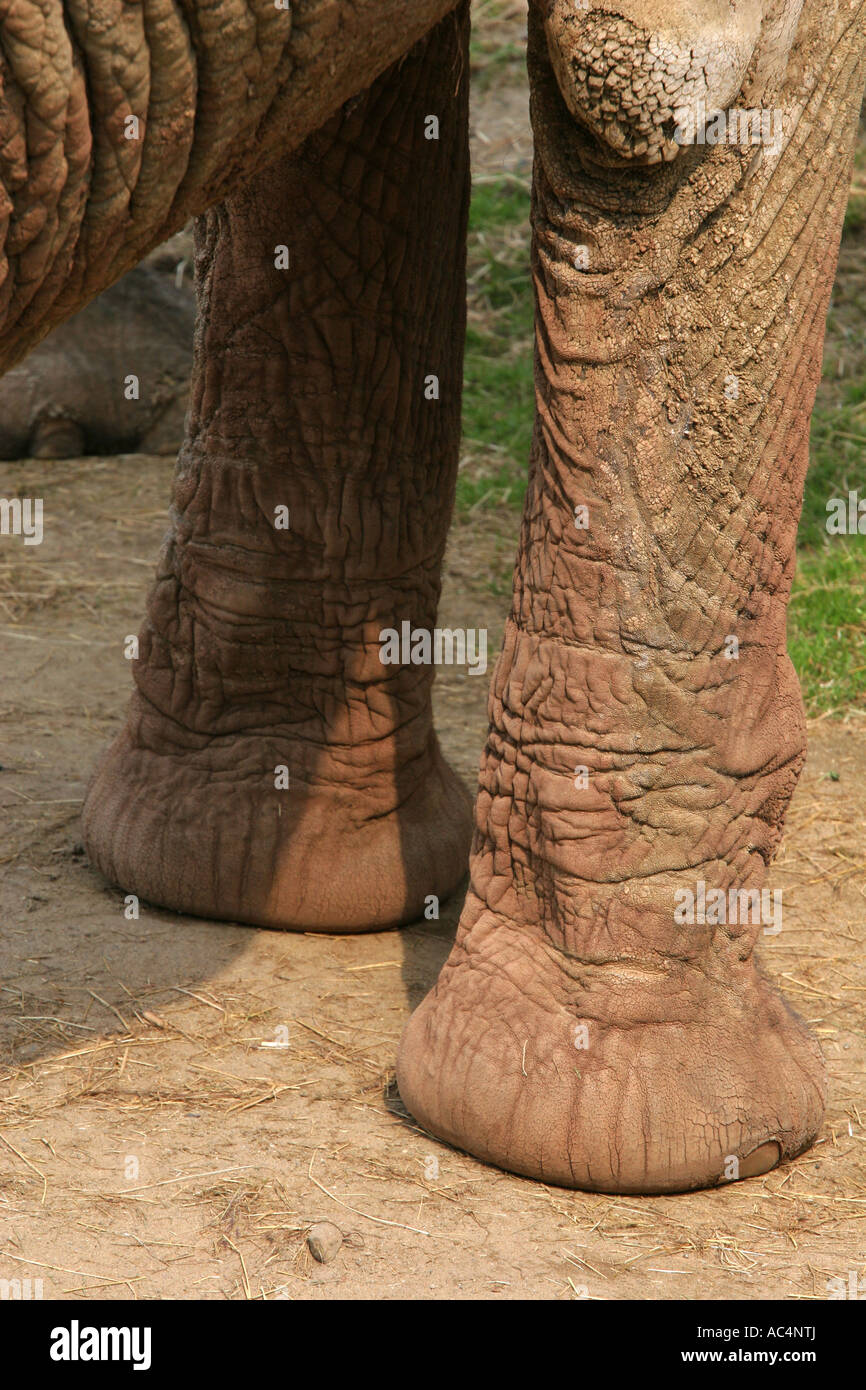 Closeup of the brown creased wrinkly leathery weathered skin and front ...