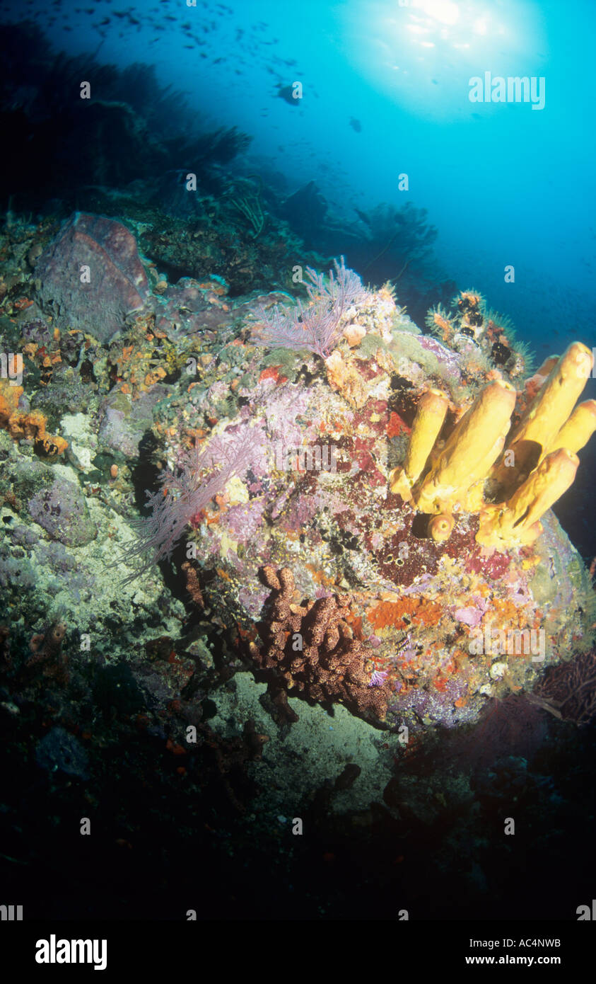 Caribbean, reef , Tobago with sun and typical barrel sponges Stock ...