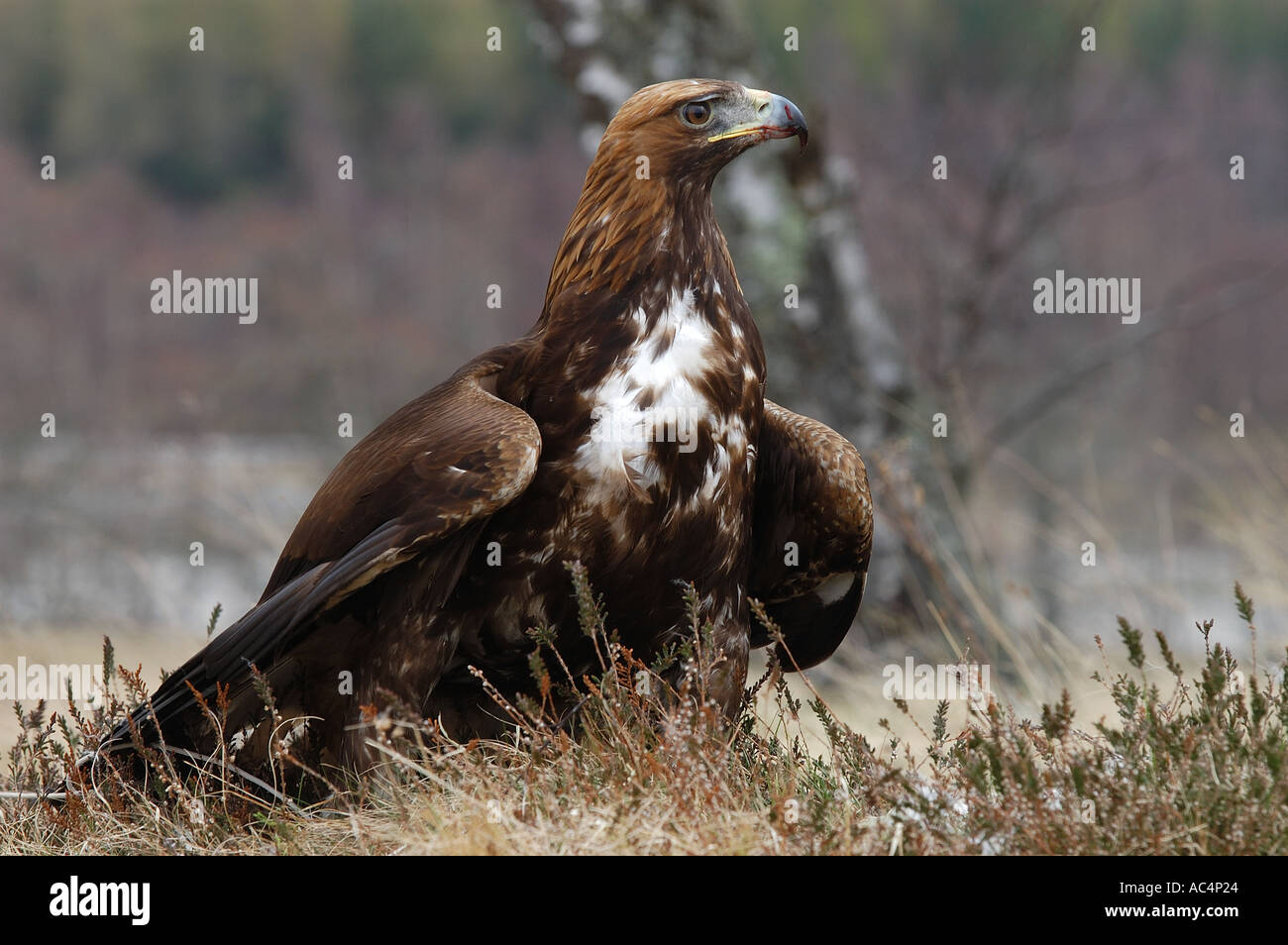 Mantling behaviour by raptor hi-res stock photography and images - Alamy