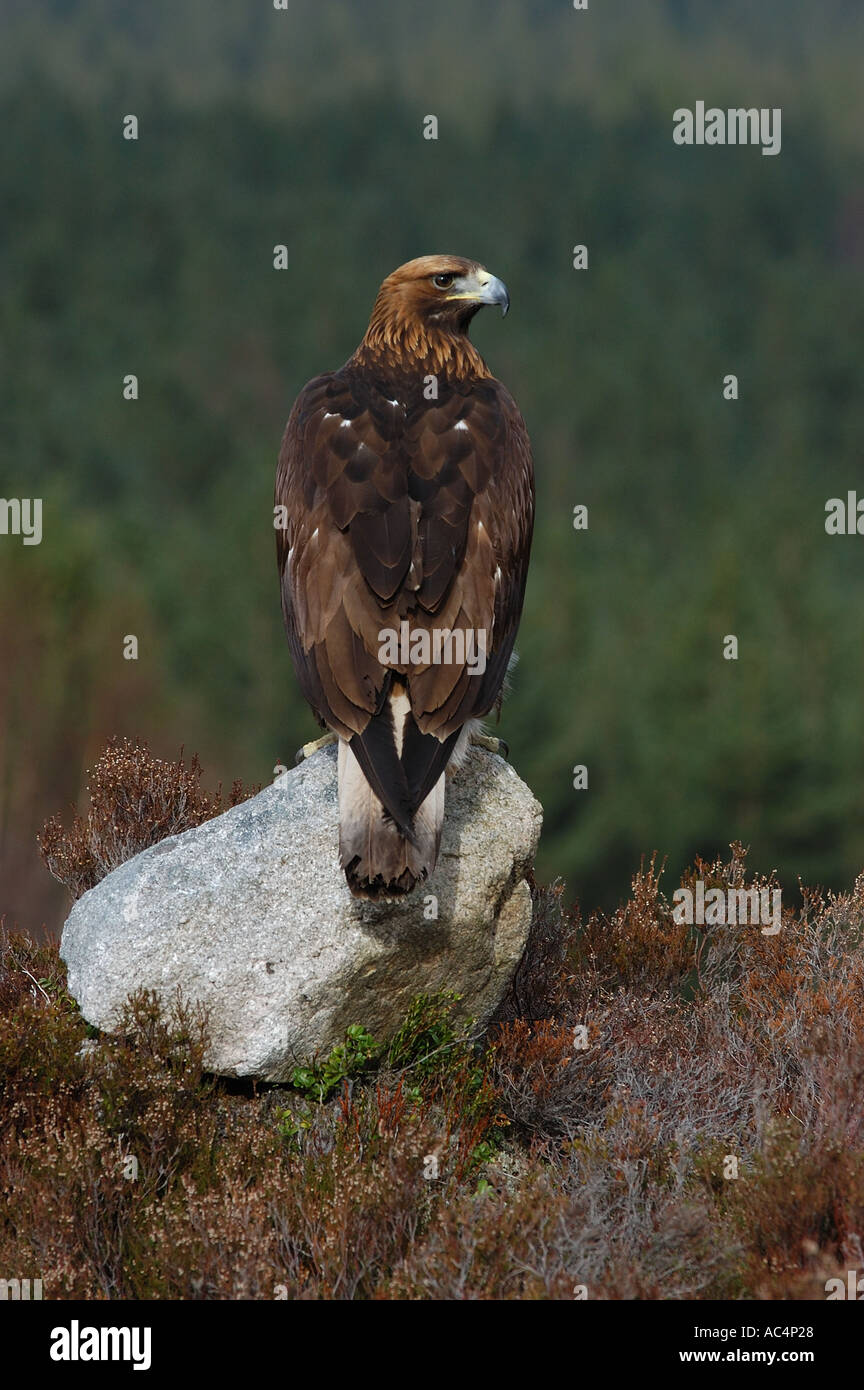 Golden Eagle standing on rock Scotland captive Stock Photo - Alamy