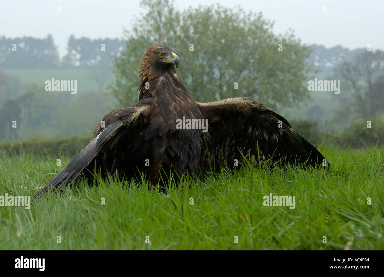 Mantling hi-res stock photography and images - Alamy