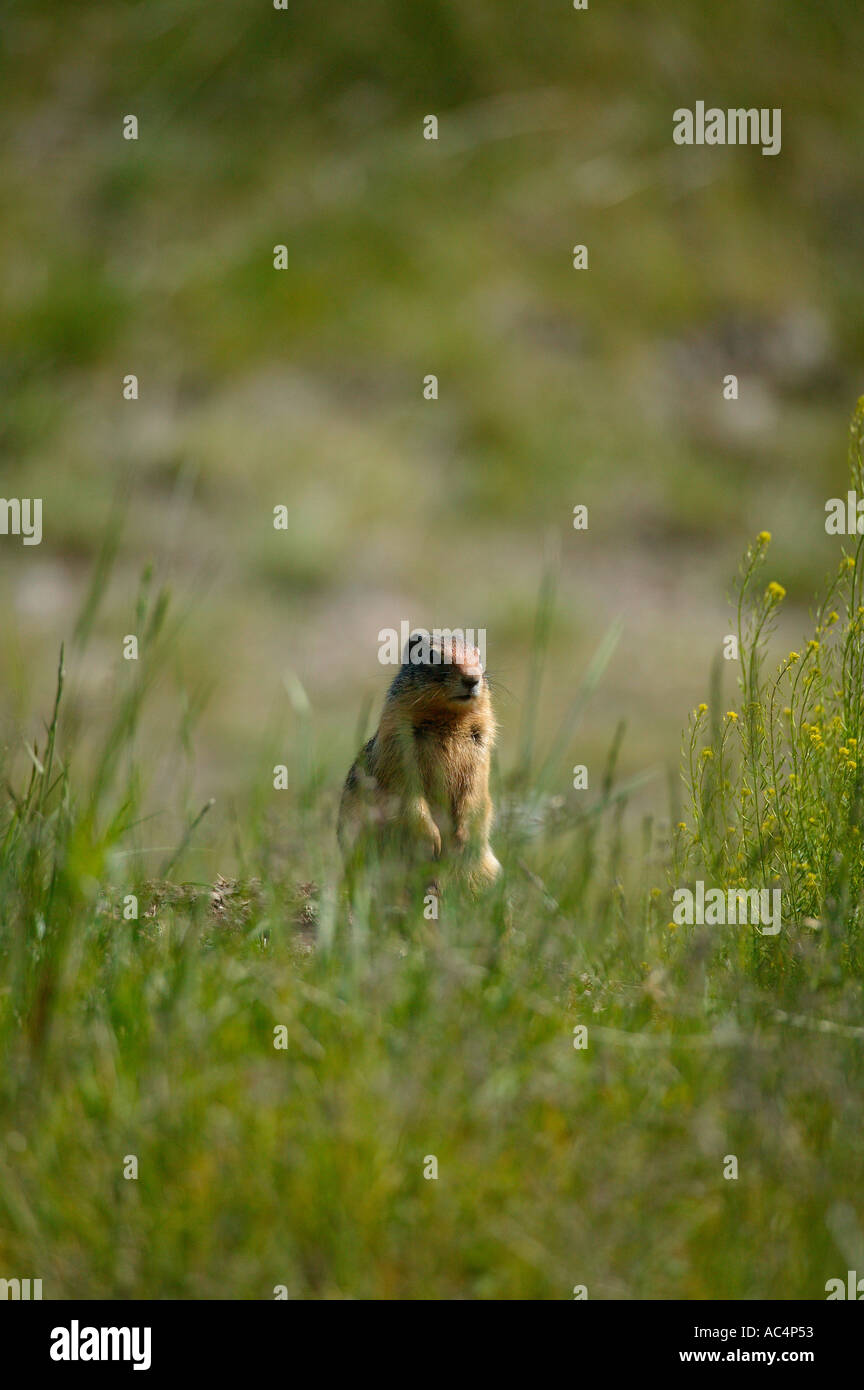 Danger do not approach wildlife hi-res stock photography and images - Alamy