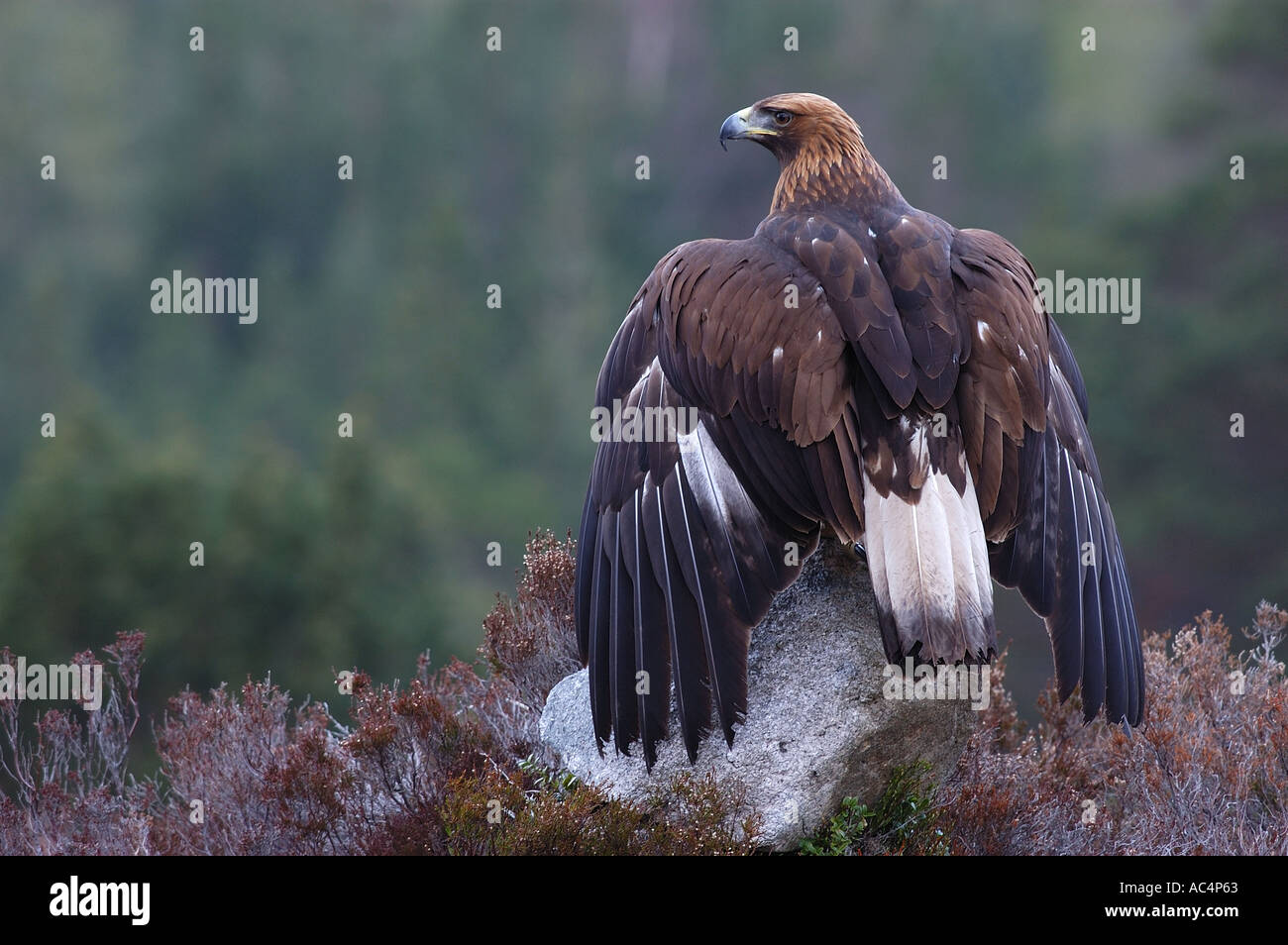 Golden Eagle Wings Spread