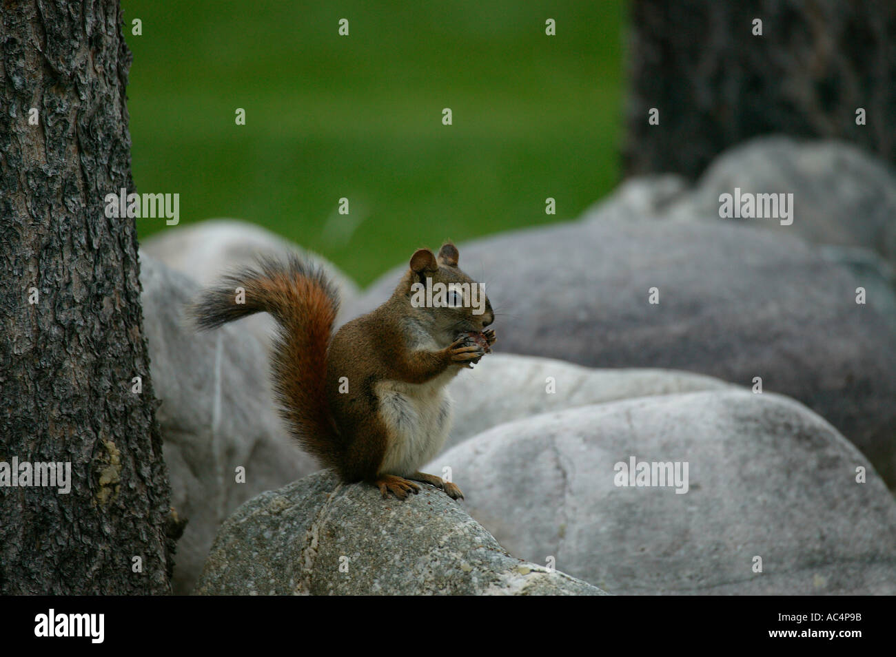Western squirrel hi-res stock photography and images - Alamy
