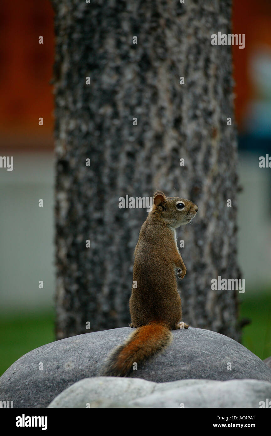 Animal canada wildlife squirrel hi-res stock photography and images - Alamy