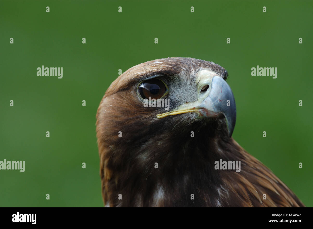 Golden eagle face hi-res stock photography and images - Alamy