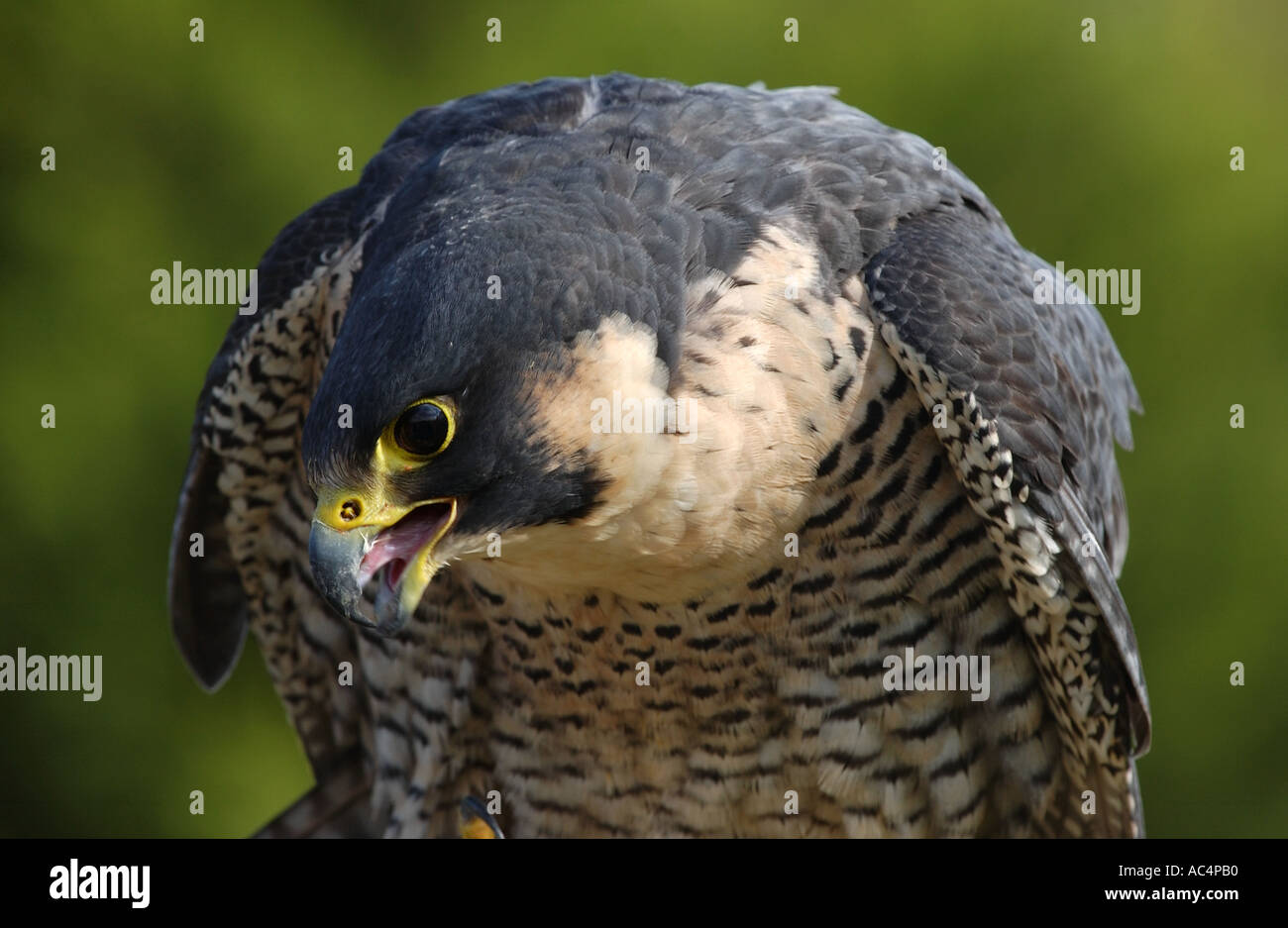 Peregrine head hi-res stock photography and images - Alamy