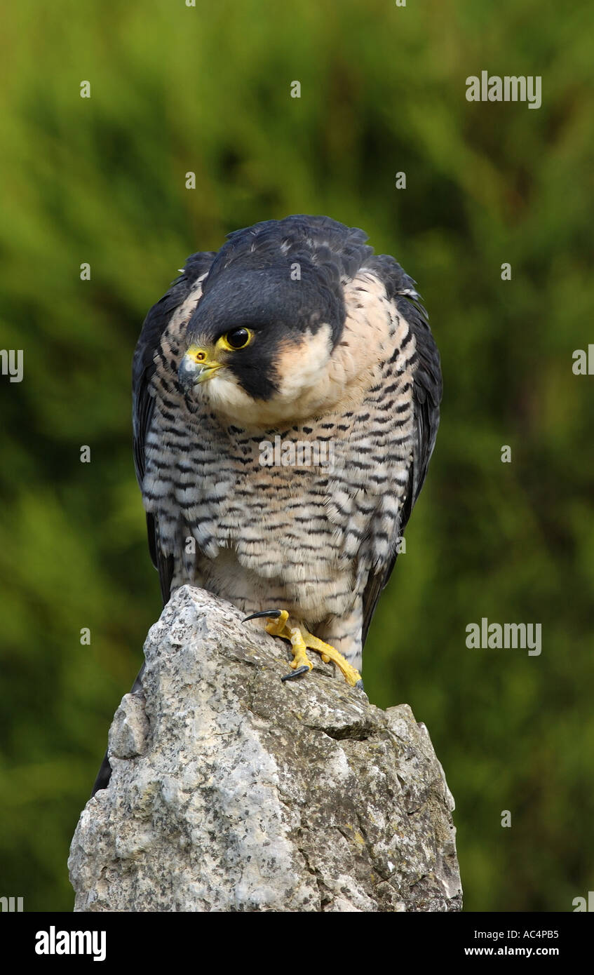 Peregrine falcon perched hi-res stock photography and images - Alamy