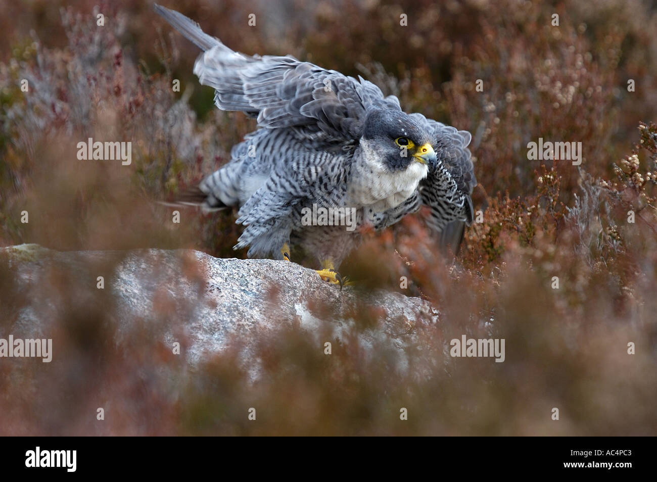 Fluffed feathers hi-res stock photography and images - Alamy