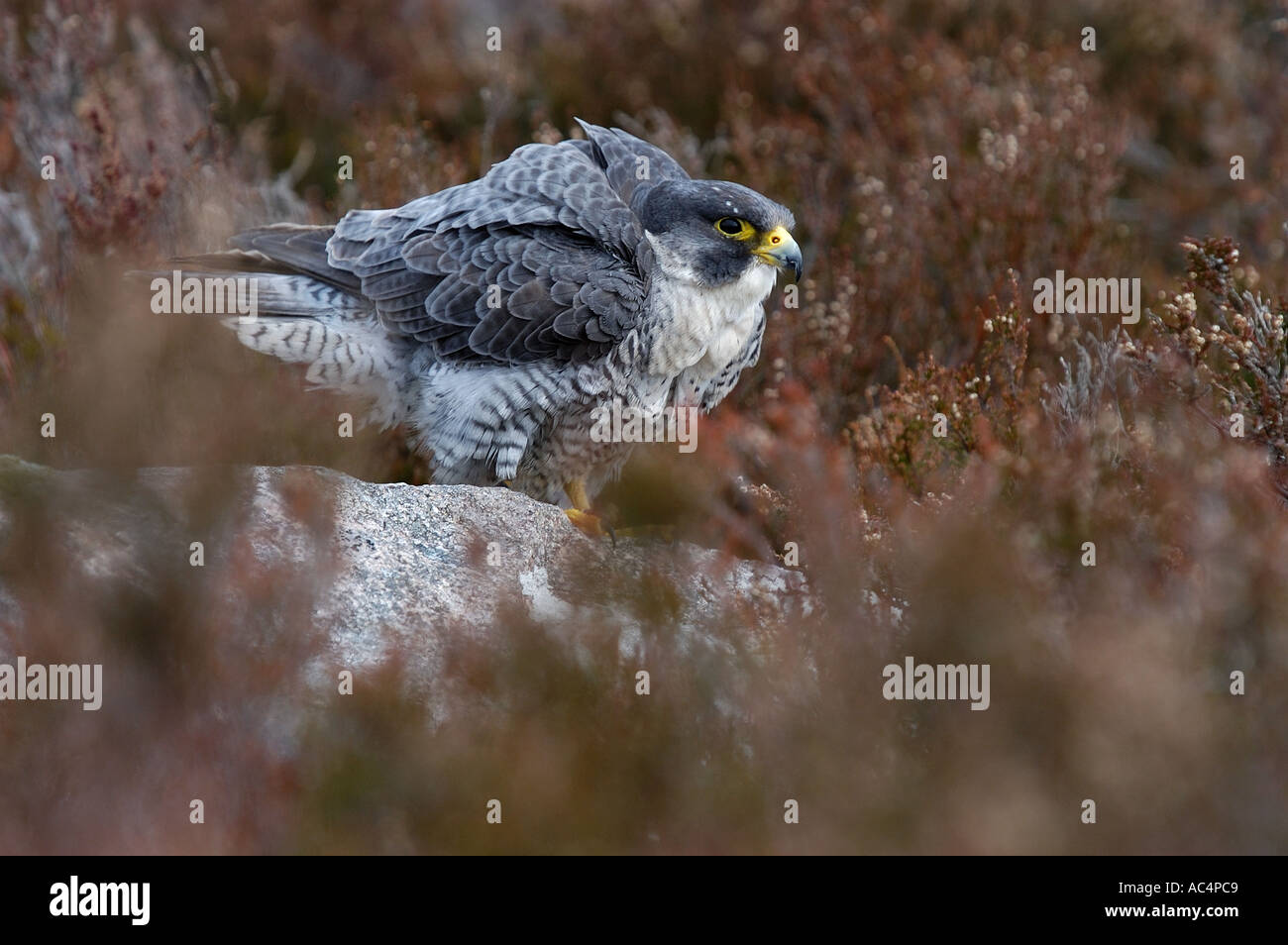 Feathers ruffled up hi-res stock photography and images - Alamy