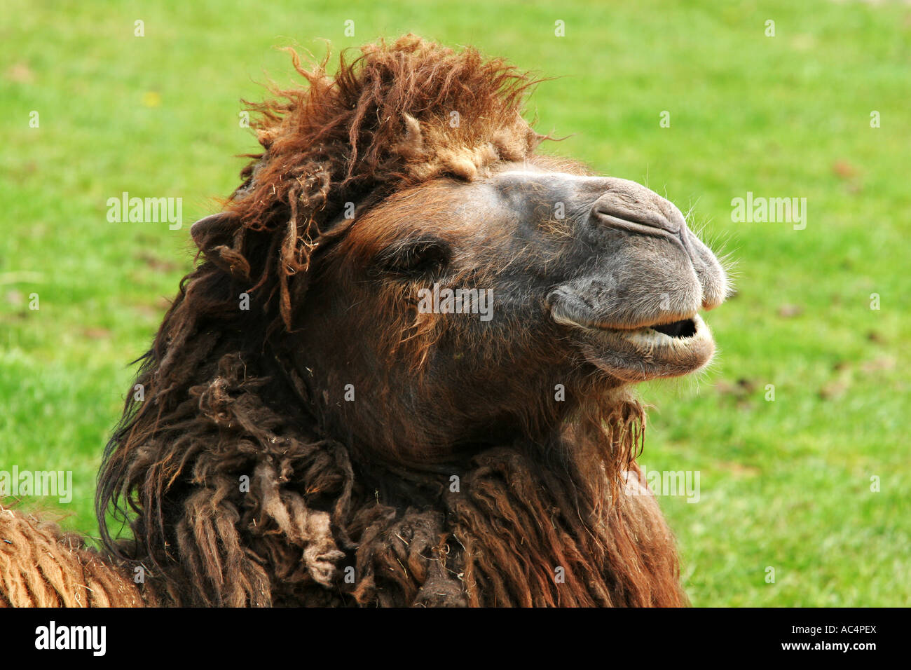 Closeup of adult Bactrian Camel camelus bactrianus lying down on grass ...