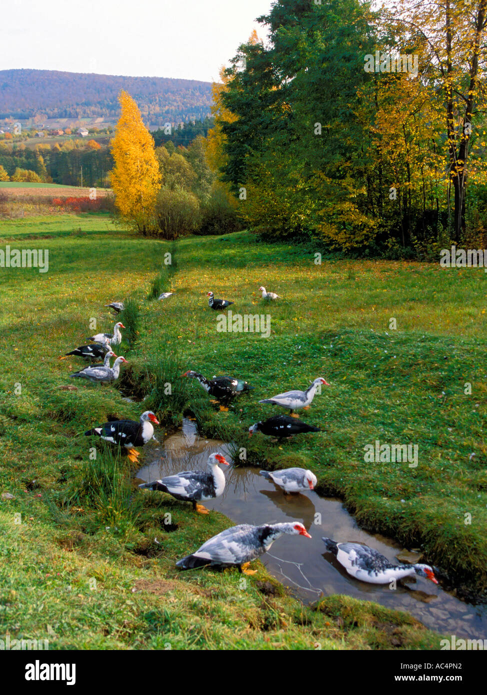 Ducks taking bath in Swietokrzyski NP Poland Stock Photo - Alamy