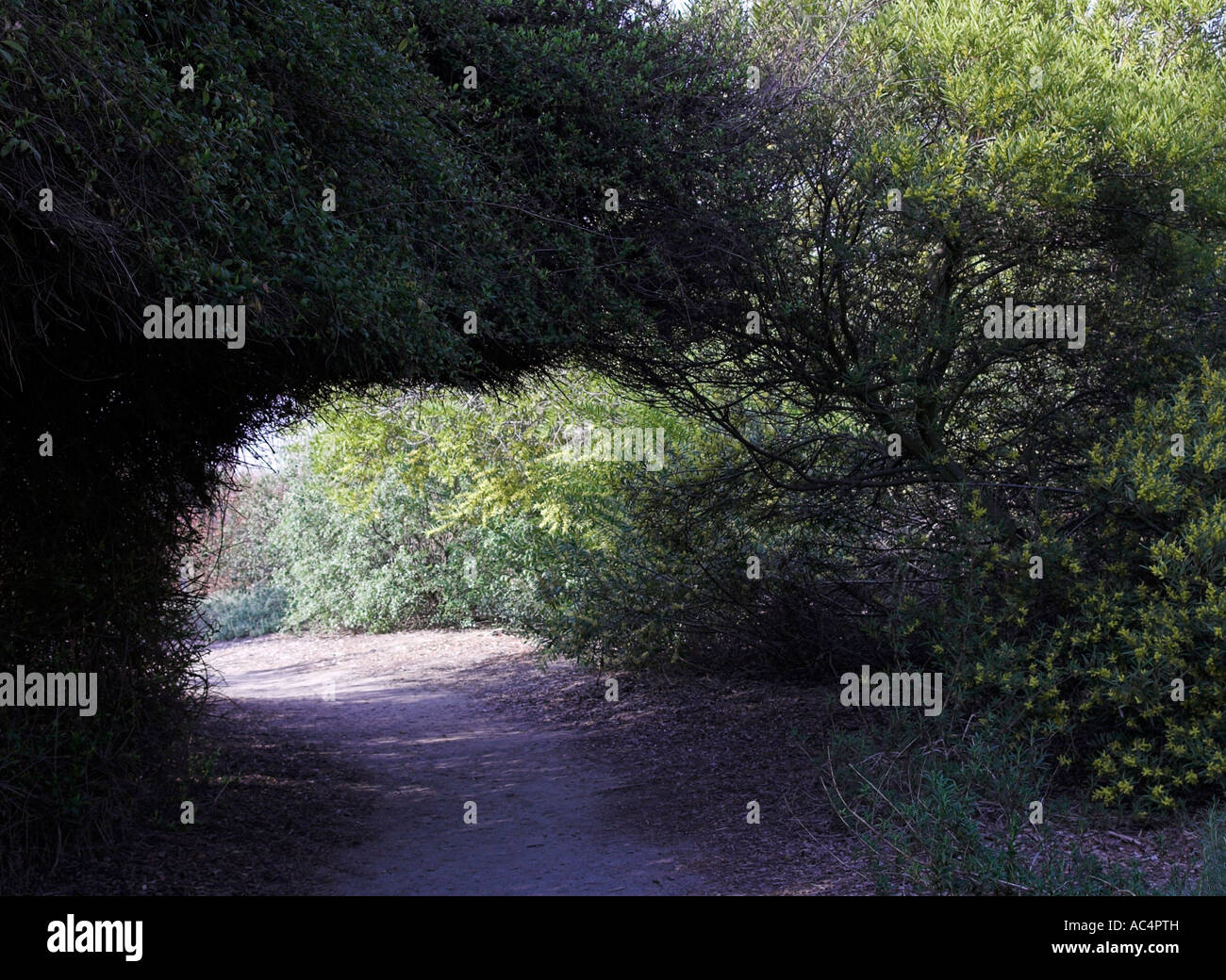 Natural tree arch at El Dorado Nature Center, Long Beach, California ...